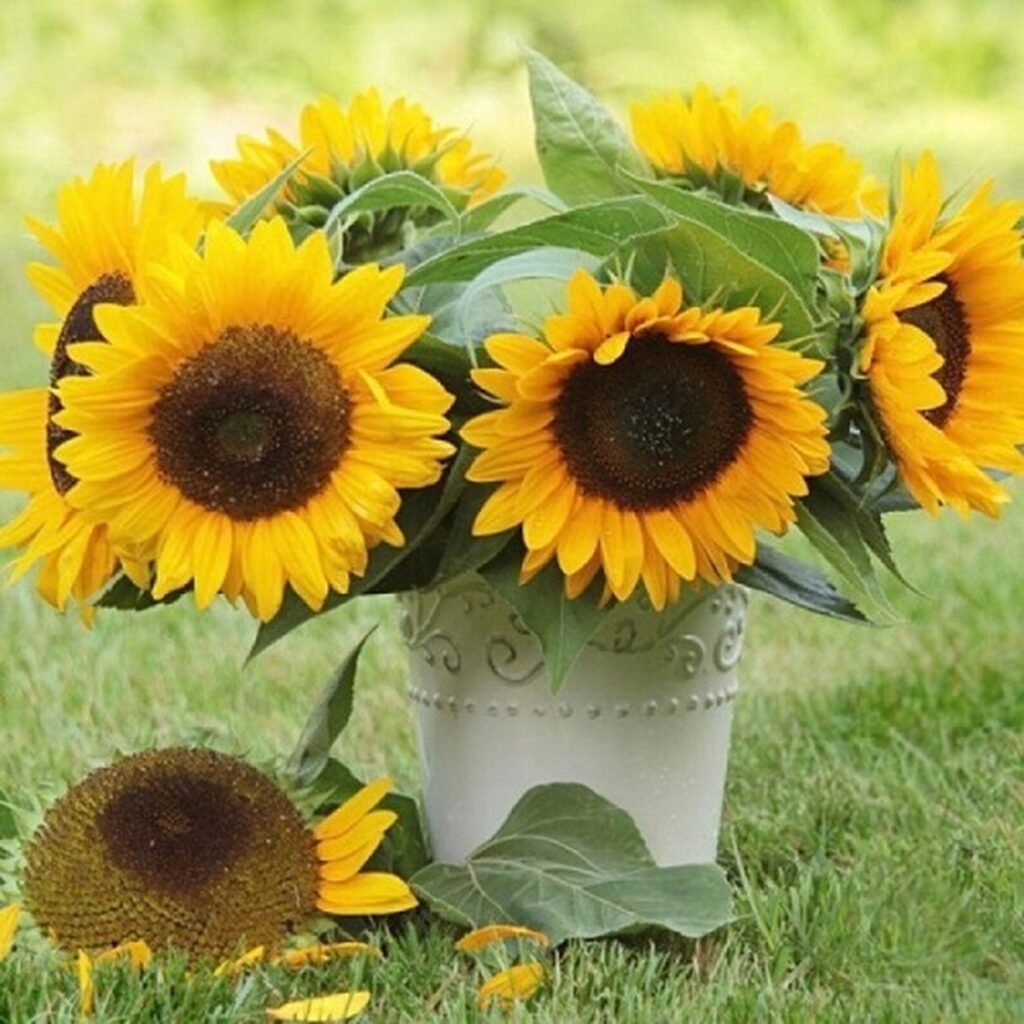 31 Stunning Sunflower Colors That Will Brighten Your Garden