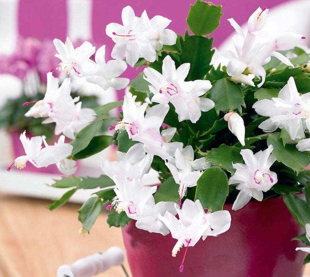 10 Enchanting Types of Christmas Cactus Varieties to Brighten Homes