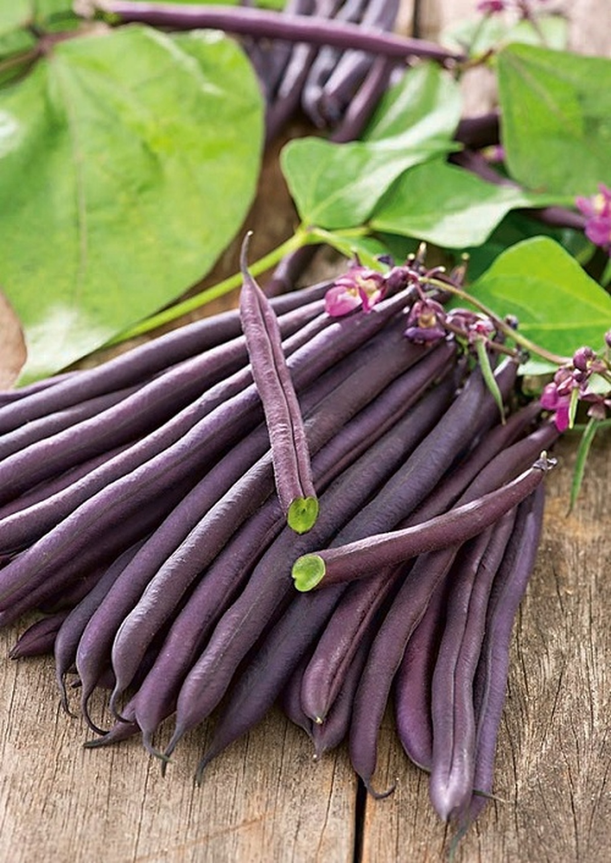 14 Delicious Purple Bean Varieties to Brighten Your Garden