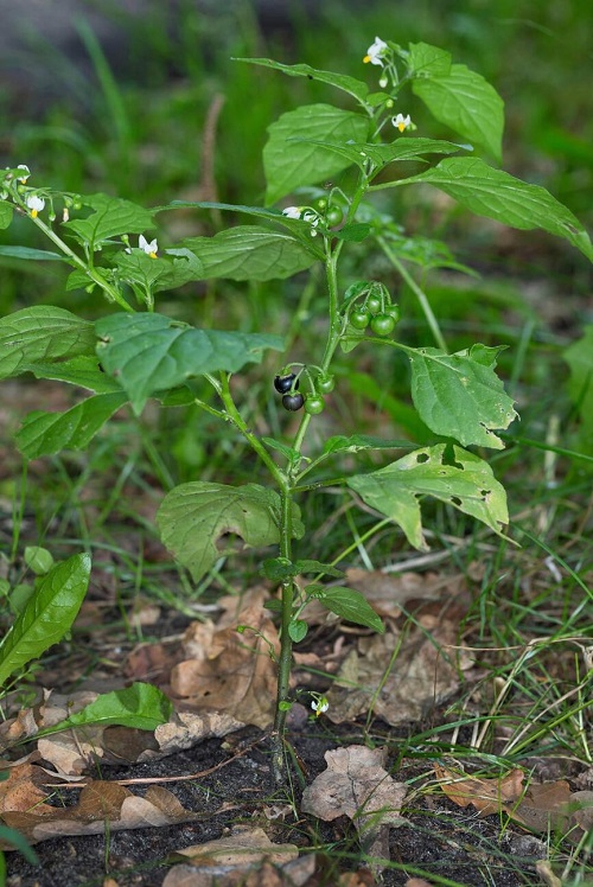 7 Surprising Poisonous Lambsquarters Look-Alikes to Beware