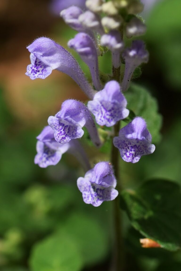 6 Mesmerizing Flowers That Look Like Skulls to Discover Today