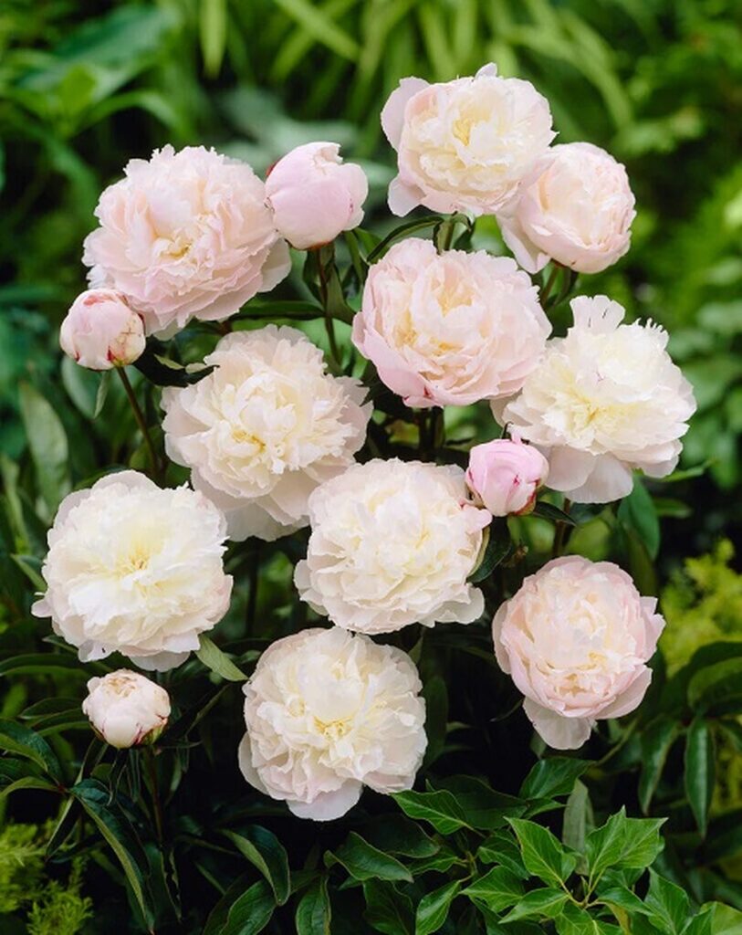 55 Gorgeous Pink Peony Varieties That Bloom Beautifully