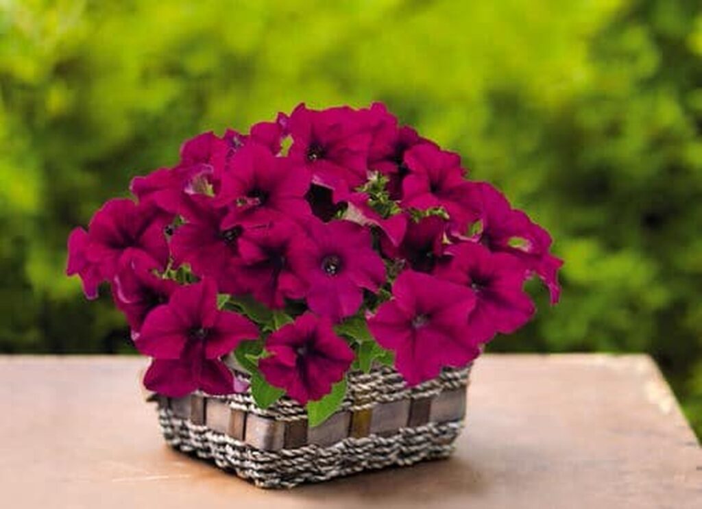 40 Stunning Types of Petunias That Brighten Any Garden