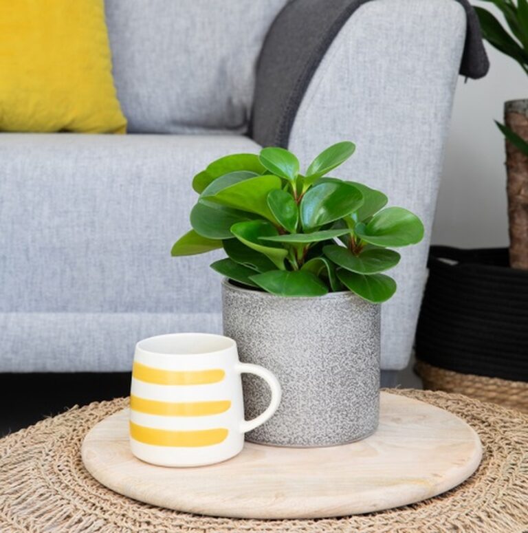 20 Gorgeous Coffee Table Plants To Grow Indoors Effortlessly