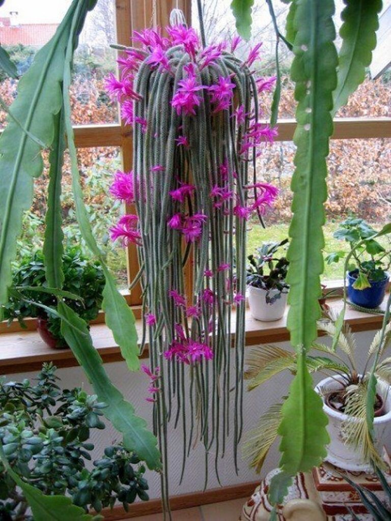 18 Beautiful Succulents With Long Stems - Stunning Trailing Varieties