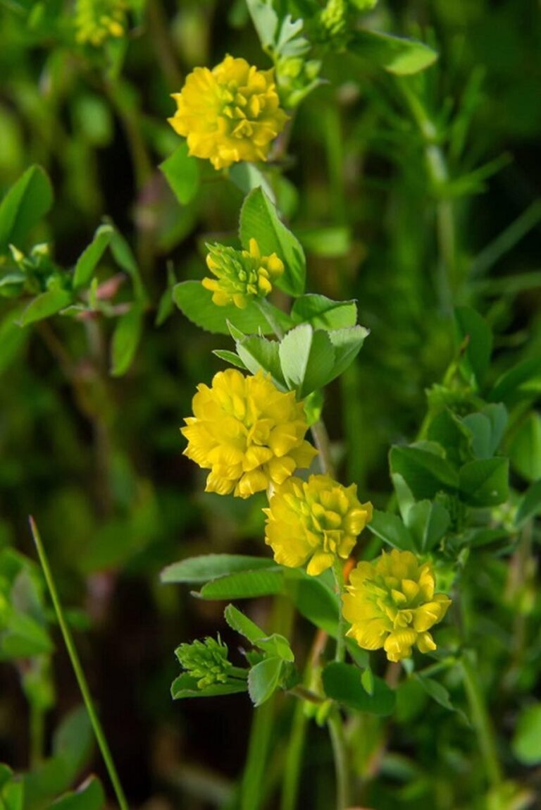 17 Beautiful Irish Flowers to Brighten Your Garden Space