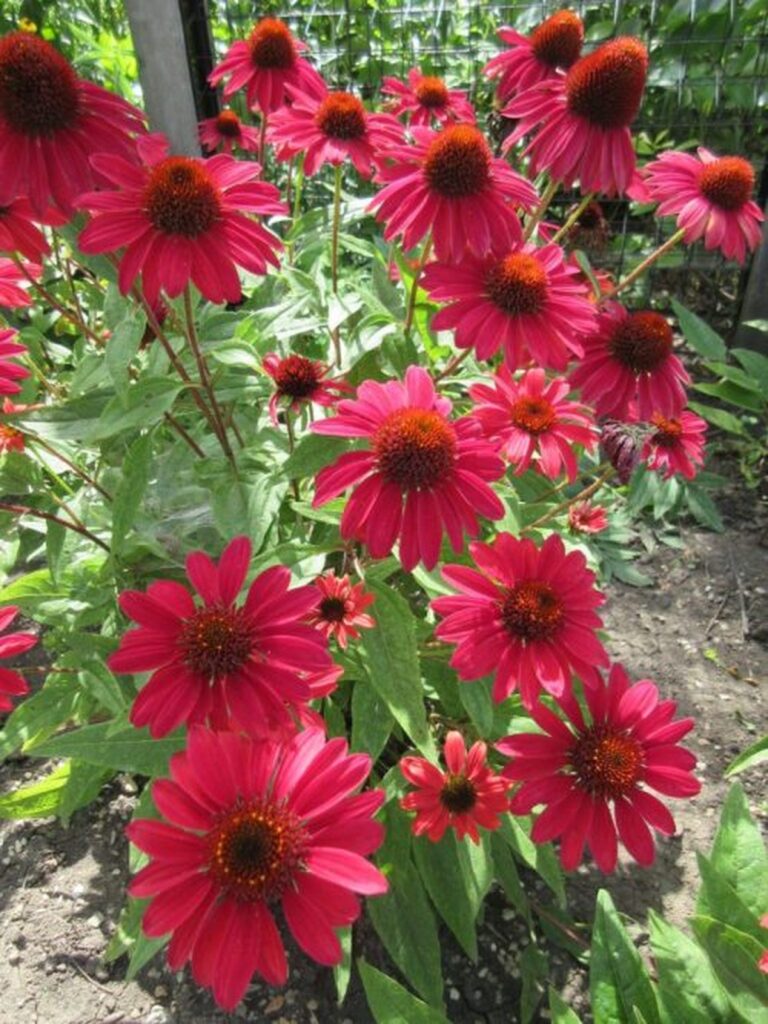 20 Enchanting Maroon Flowers That Beautify Any Garden