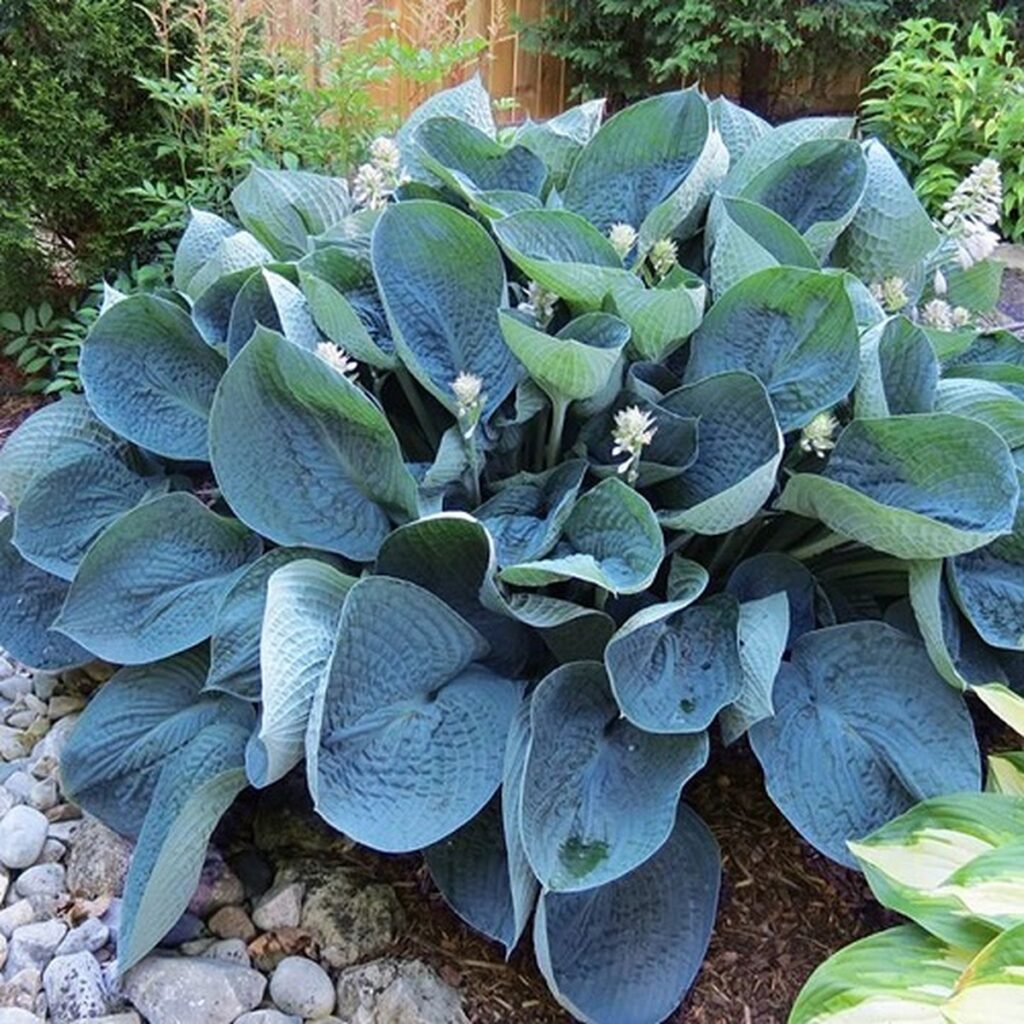 25 Stunning Purple Hostas To Brighten Your Garden Space