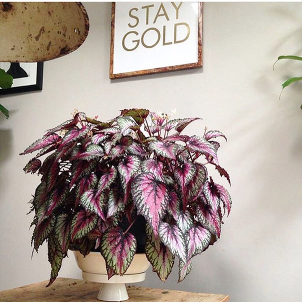 30 Gorgeous Types of Rex Begonia Varieties to Fall For