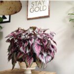 30 Gorgeous Types of Rex Begonia Varieties to Fall For