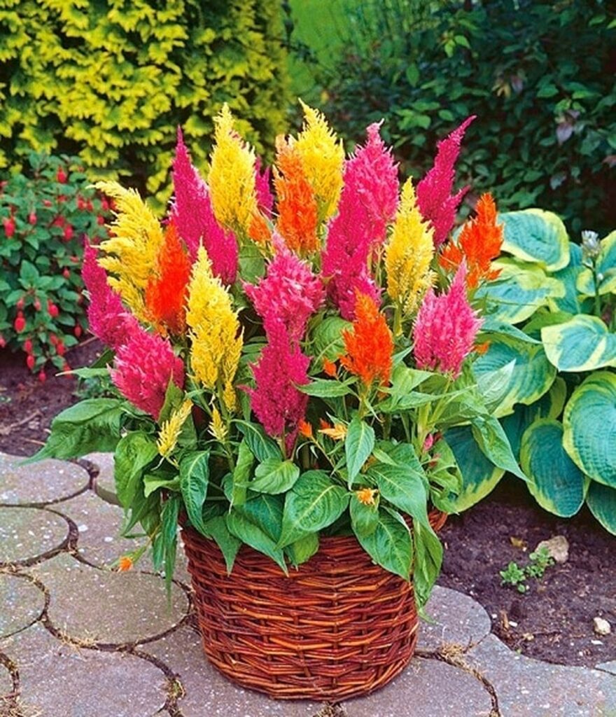 50 Beautiful Types of Cut Flowers for a Cut Flower Garden