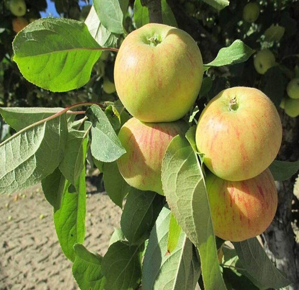 27 Delicious Yellow Apple Varieties Perfect For Your Garden