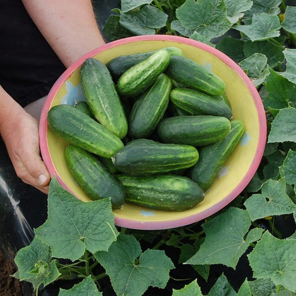 20 Delightful Mini Cucumber Varieties for Your Garden Delight