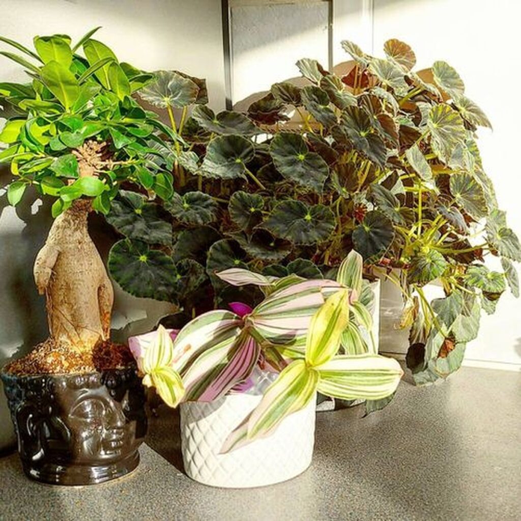 40 Stunning Indoor Plant Corner Ideas That Refresh Your Home