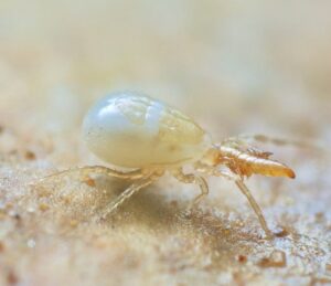 17 Tiny White Bugs That Look Like Lint: Spot Them Now!
