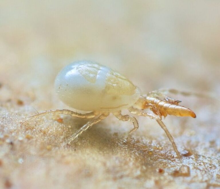 17 Tiny White Bugs That Look Like Lint: Spot Them Now!