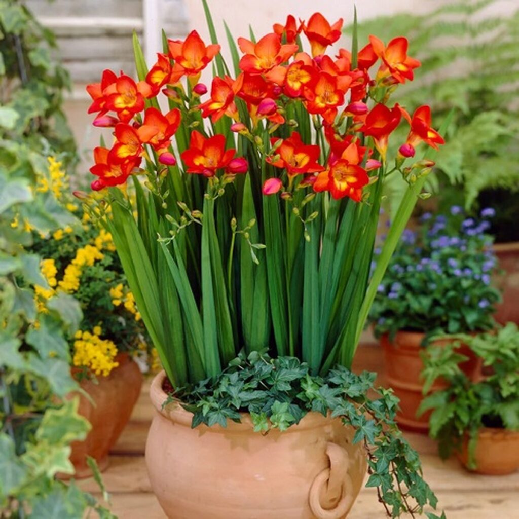22 Beautiful Greek Flowers to Brighten Your Garden Today