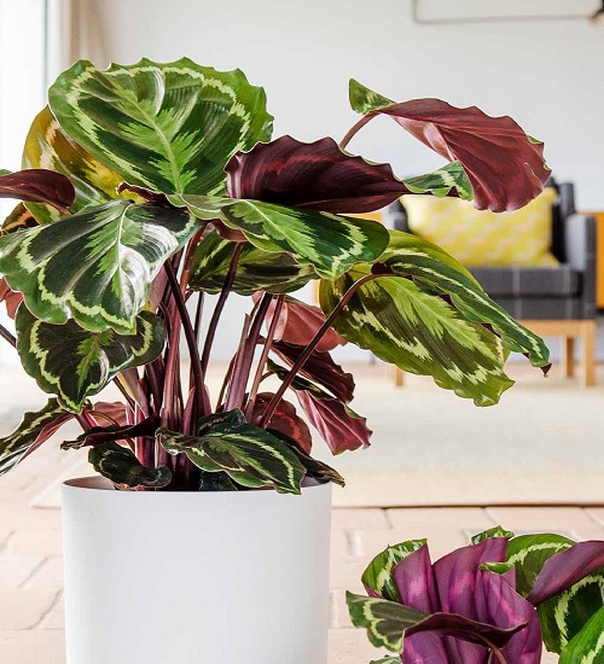 10 Stunning Purple Calathea Varieties That Steal The Show