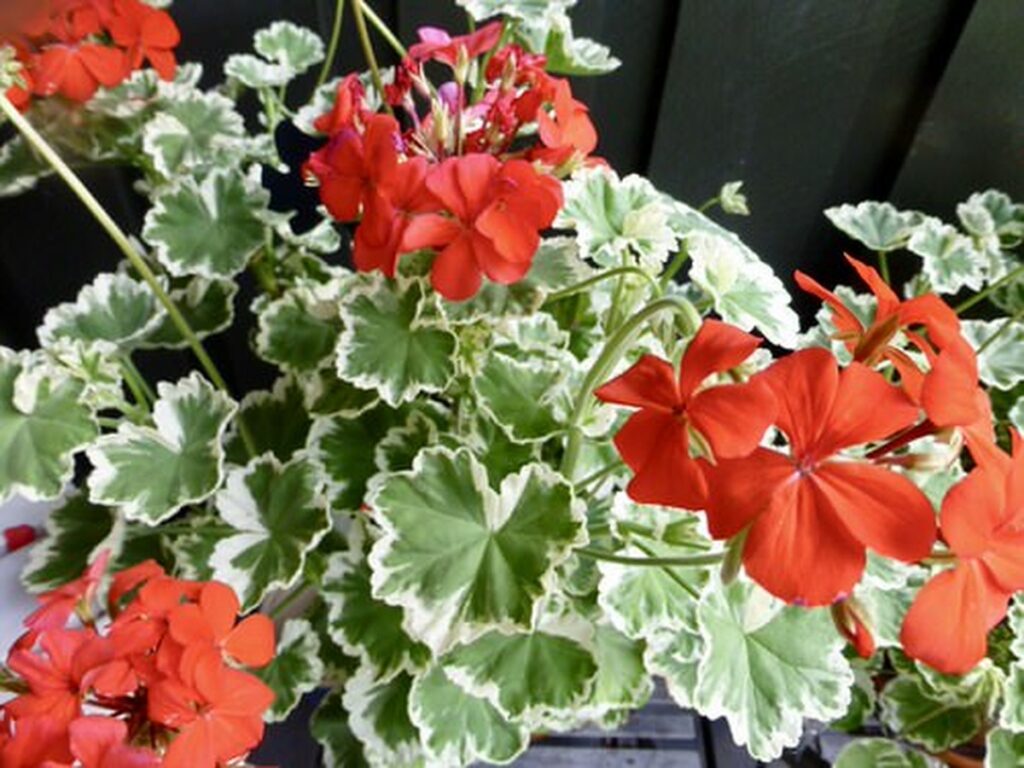 24 Stunning Variegated Geranium Varieties to Brighten Your Garden