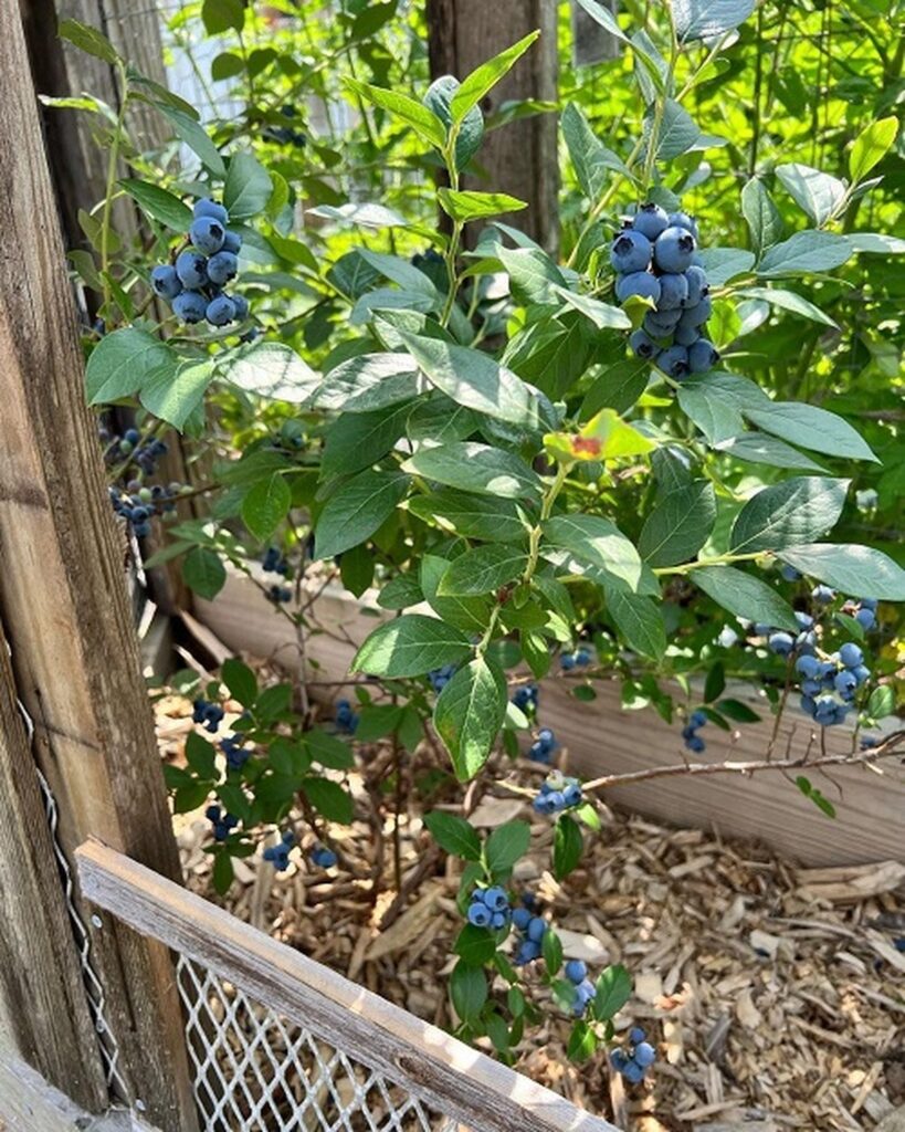 16 Surprising Fruits That Dont Grow on Trees - Nature's Wonders!