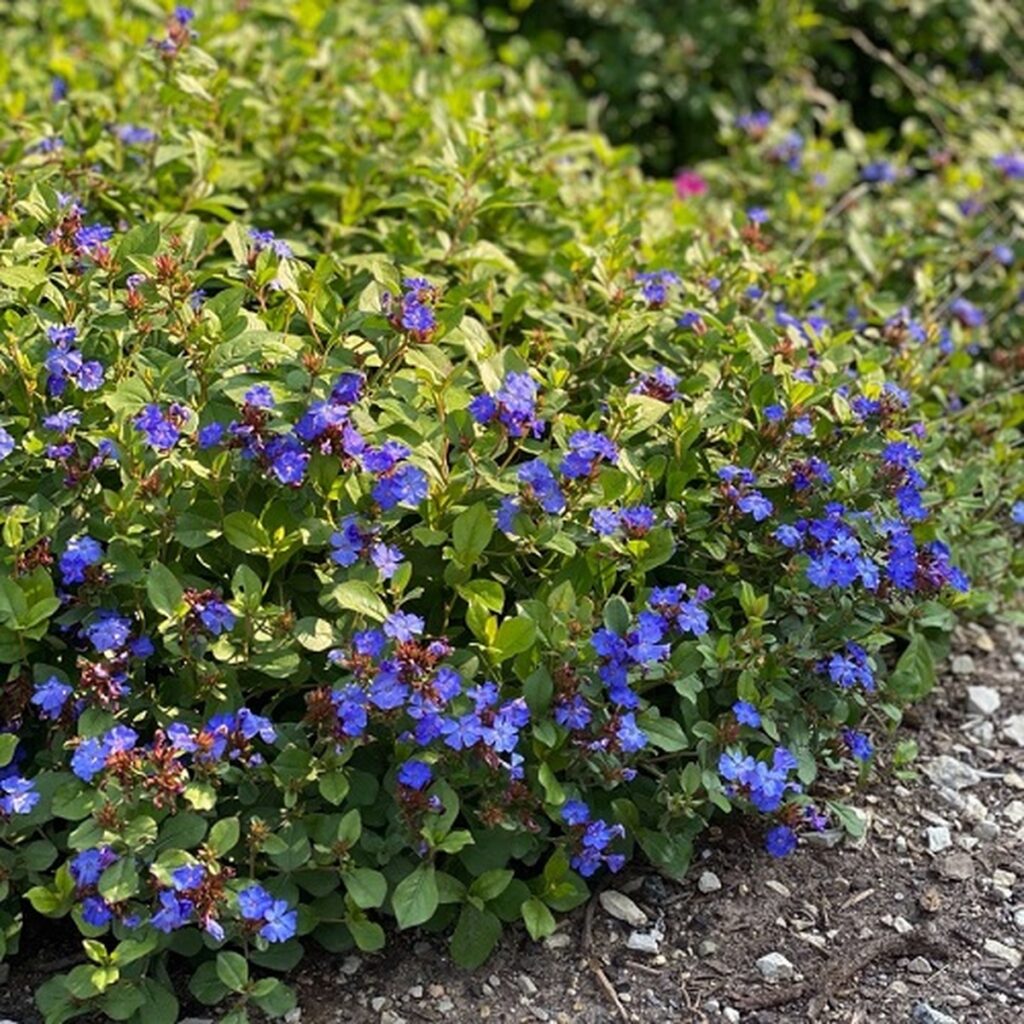 17 Stunning Navy Blue Flowers to Brighten Your Garden