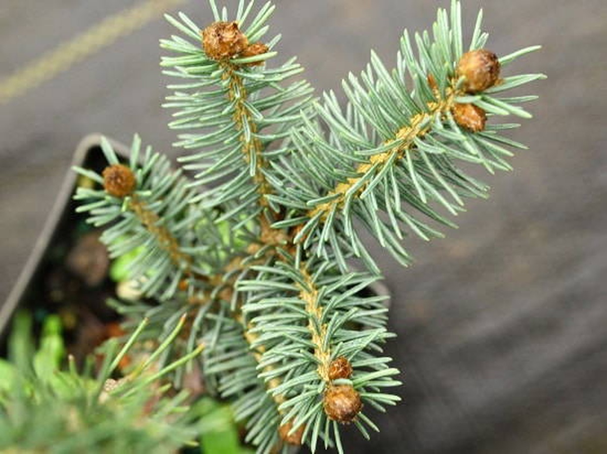 13 Beautiful Types of Spruce Trees to Brighten Your Landscape