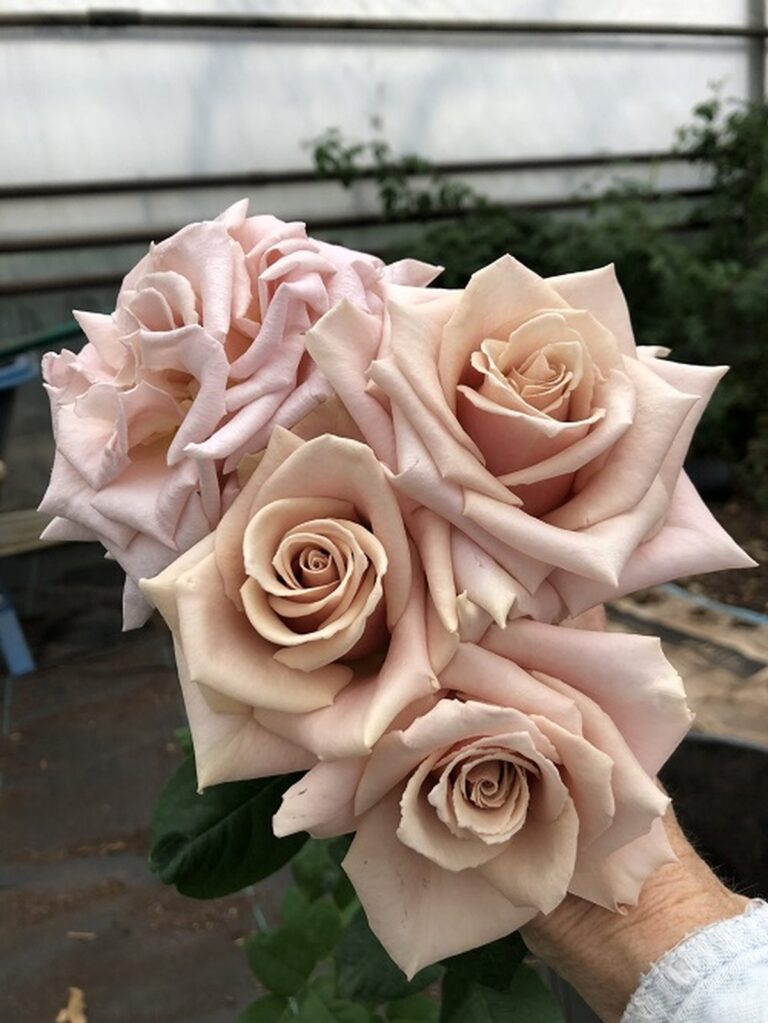 15 Beautiful Beige Flowers That Brighten Any Garden
