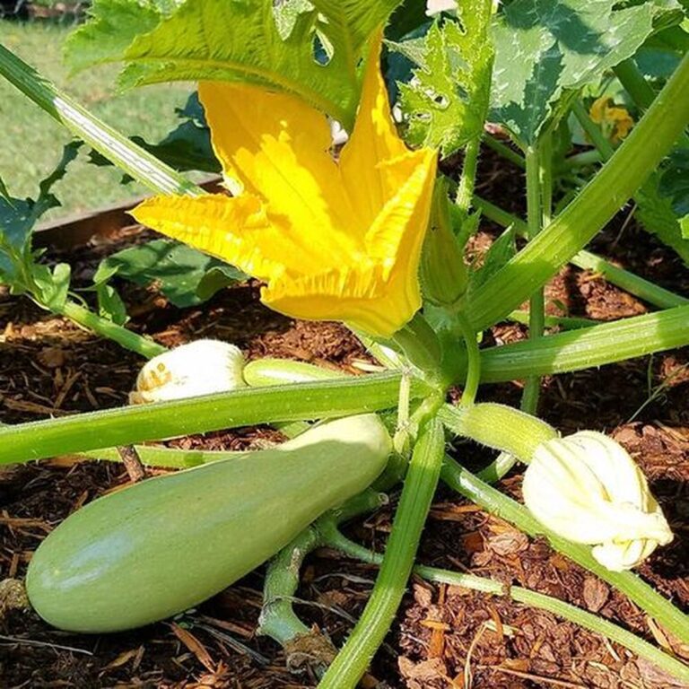38 Delicious Types of Squash: Best Varieties for Your Garden