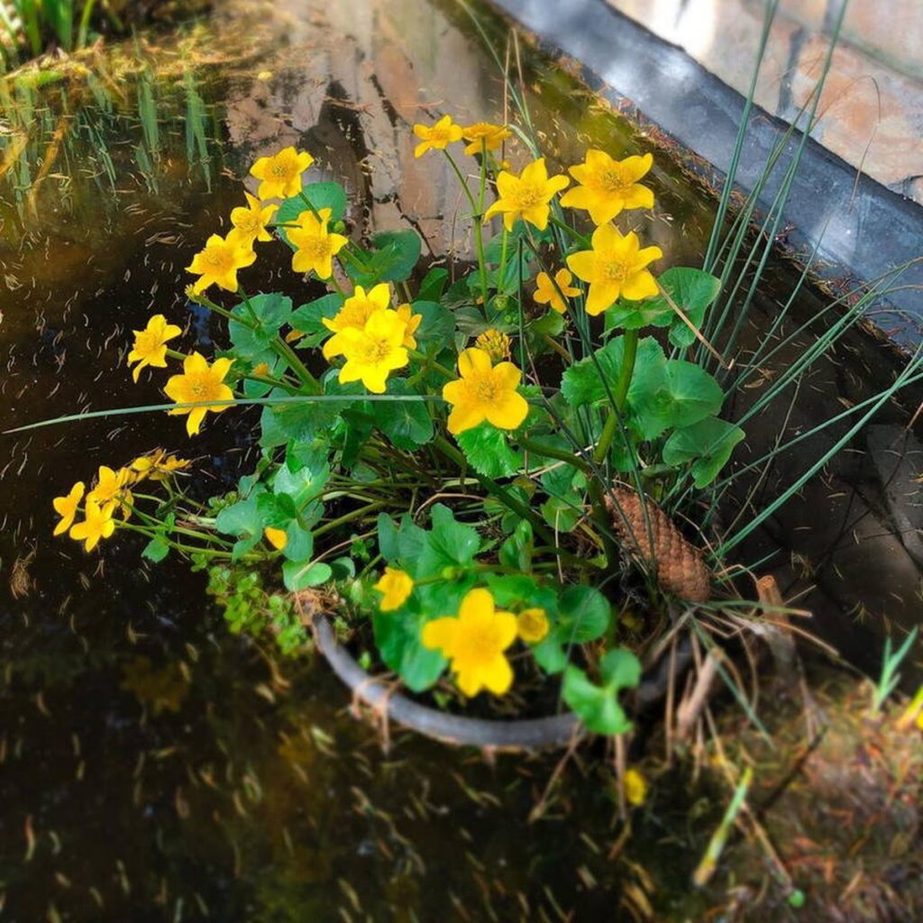 18 Enchanting Native European Plants That Thrive Locally