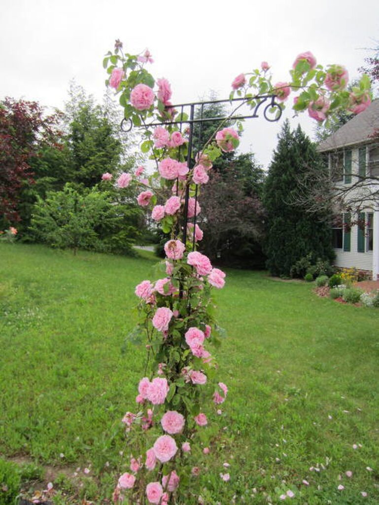 26 Beautiful DIY Rose Trellis Ideas for Your Garden