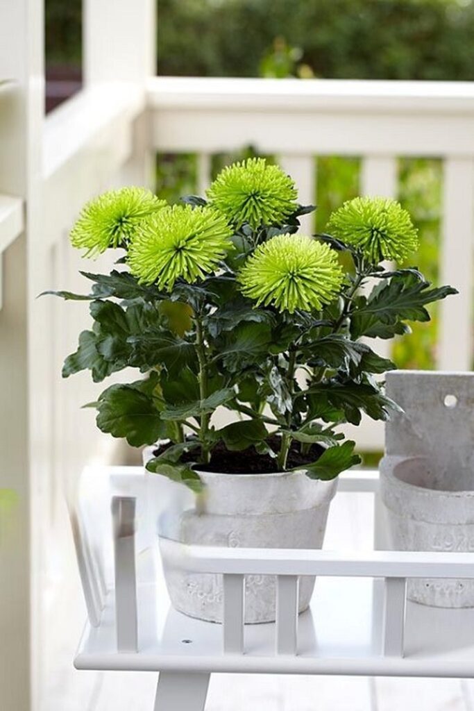 9 Stunning Green Chrysanthemum Varieties and Their Meanings