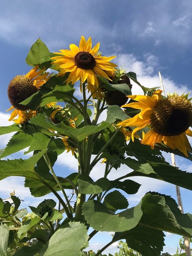 15 Stunning Giant Sunflower Varieties for Your Dream Garden