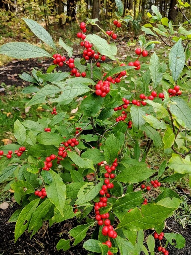 26 Gorgeous Shrubs and Bushes with Red Berries to Brighten Your Yard