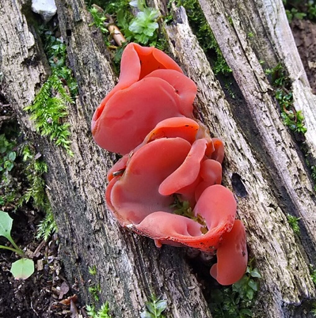 15 Fascinating Red Mushrooms Types: Discover Nature's Gems