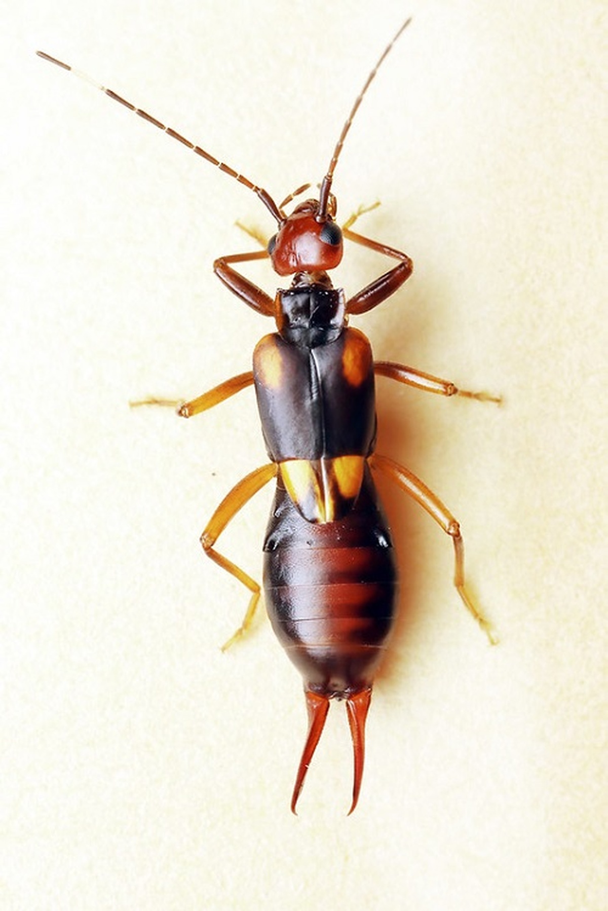 11 Surprising Tiny Black Bugs in Bathroom with No Wings to Know