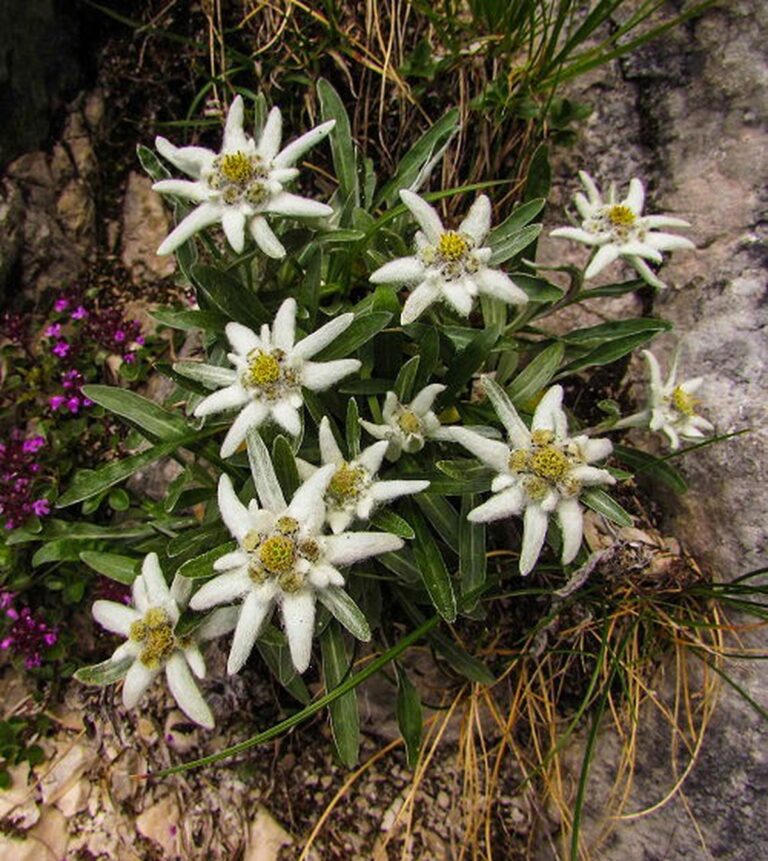 16 Beautiful German Flowers to Brighten Your Garden