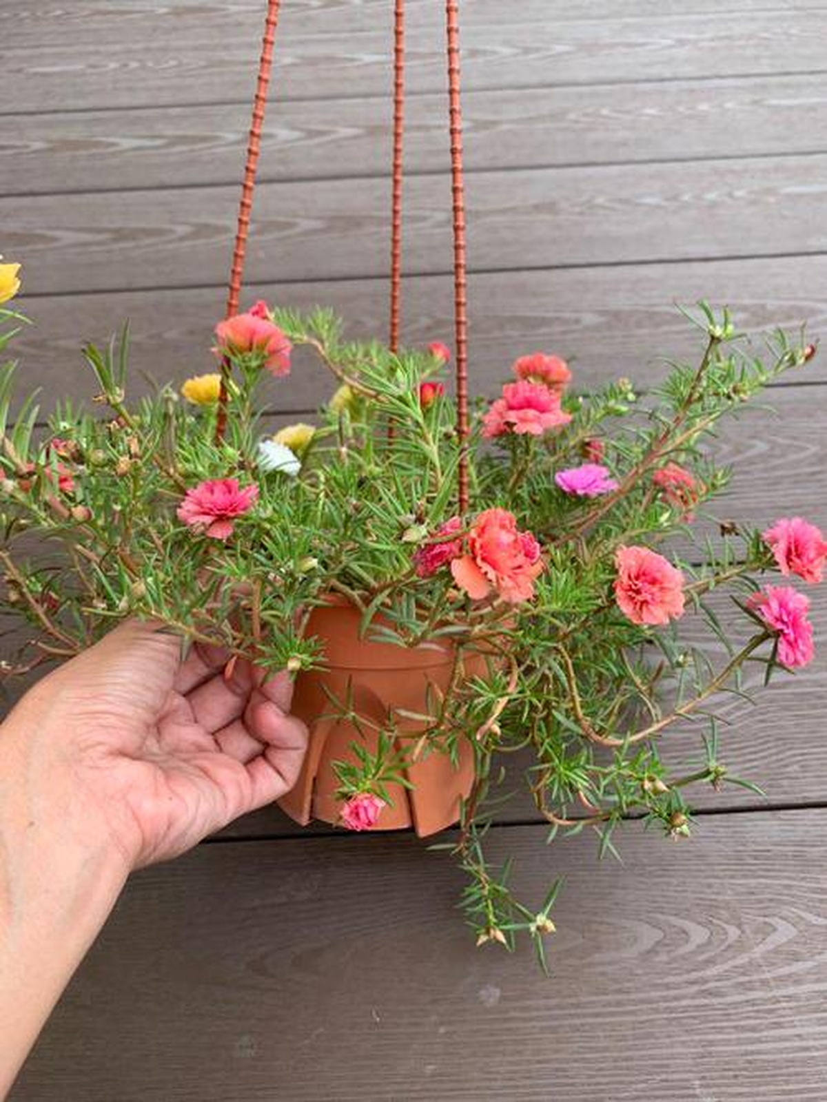 12 Simple Portulaca Growing Tips for Beautiful Moss Rose Plants