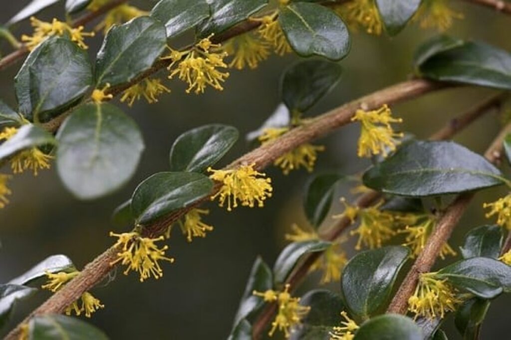 11 Charming Flowers That Smell Like Vanilla For Sweet Gardens