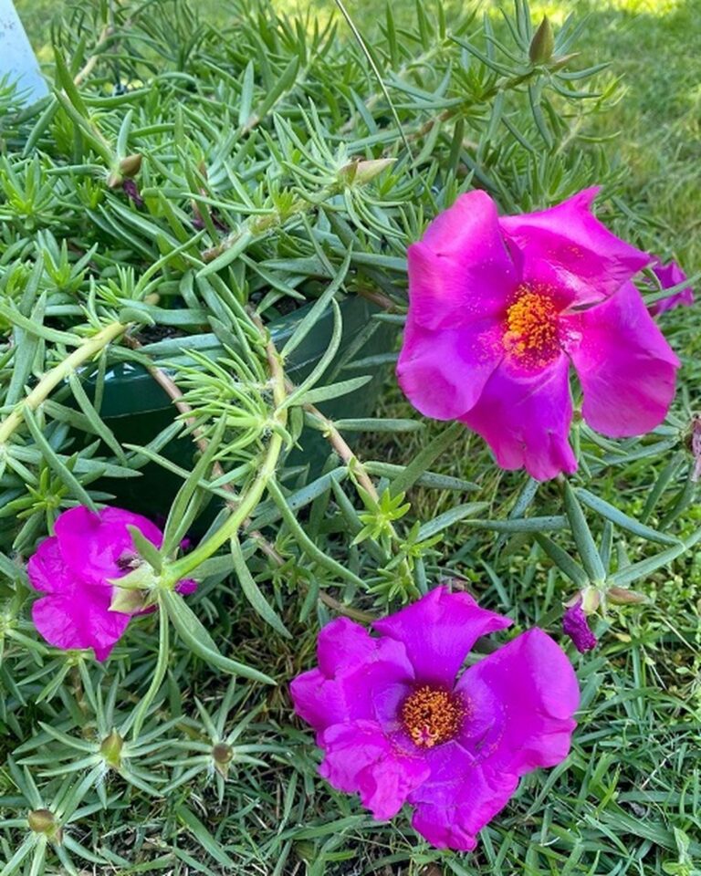 29 Stunning Portulaca Varieties That Brighten Every Garden