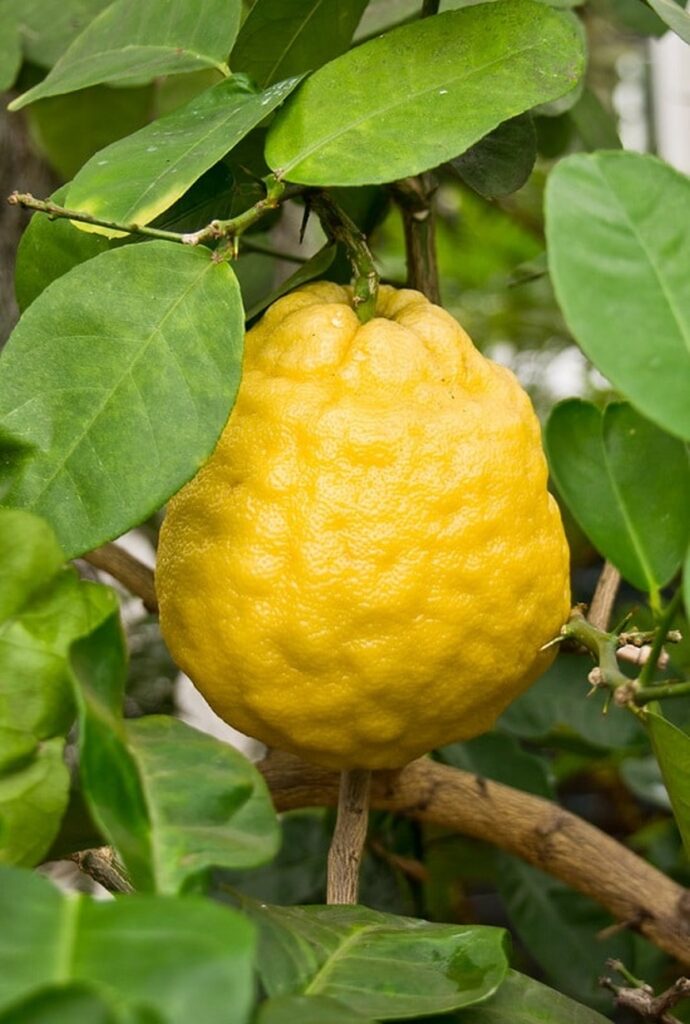 22 Different Types of Lemons (with Pictures)