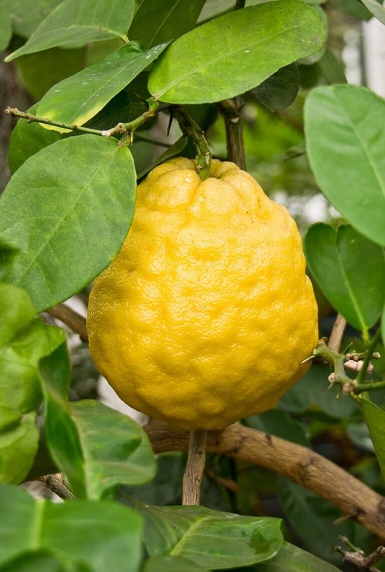 22 Different Types of Lemons (with Pictures)