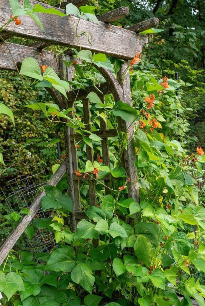 24 Delicious Edible Vines for Container and Garden Growing