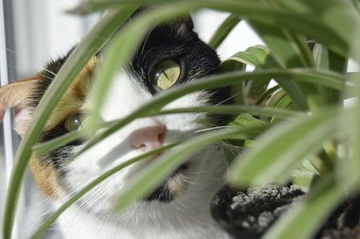 Facts About Spider Plants' Safety for Your Cats