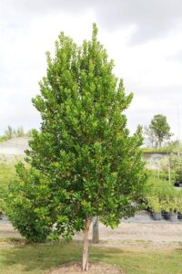 16 Amazing Trees That Start With A: Nature's Hidden Gems