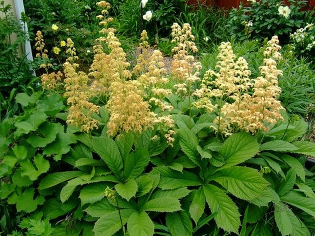 27 Stunning Big Leaf Outdoor Plants for Garden