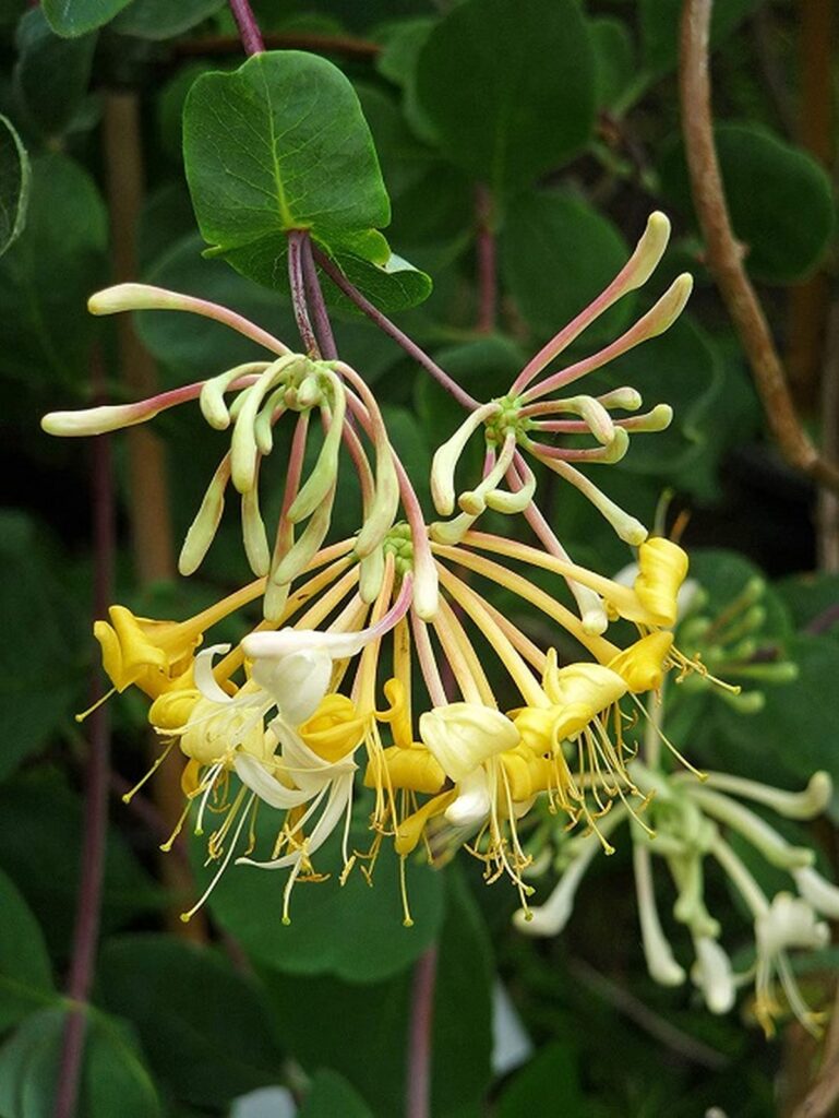 23 Beautiful Honeysuckle Varieties to Brighten Your Garden