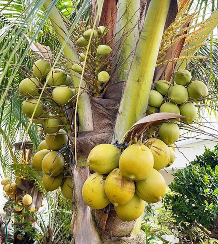 11 Fascinating Types Of Coconuts To Discover Today