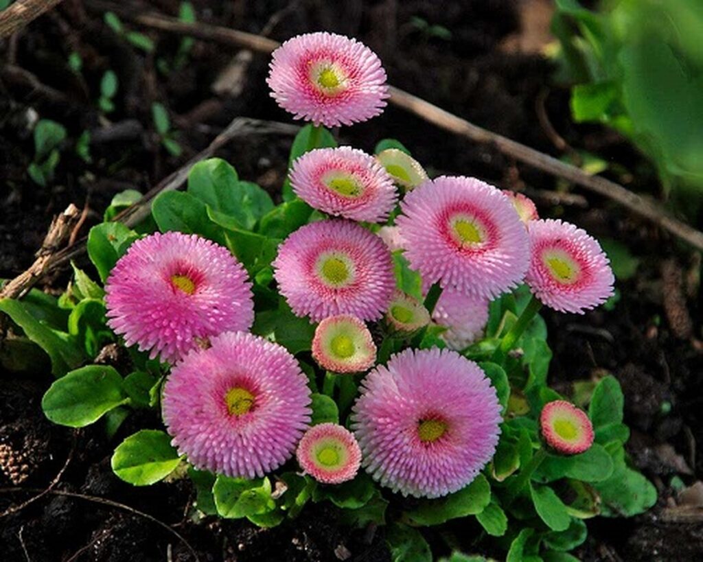 22 Beautiful French Flowers To Brighten Up Your Garden Today