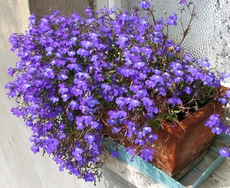 36 Gorgeous Violet Flowers to Brighten Your Garden Today