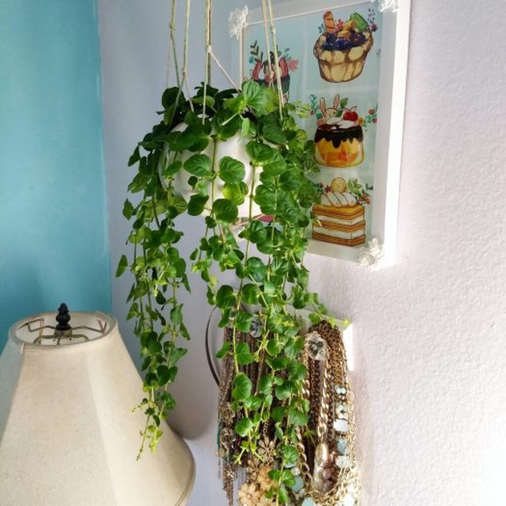 14 Stunning Indoor Creeper Plants to Transform Your Space